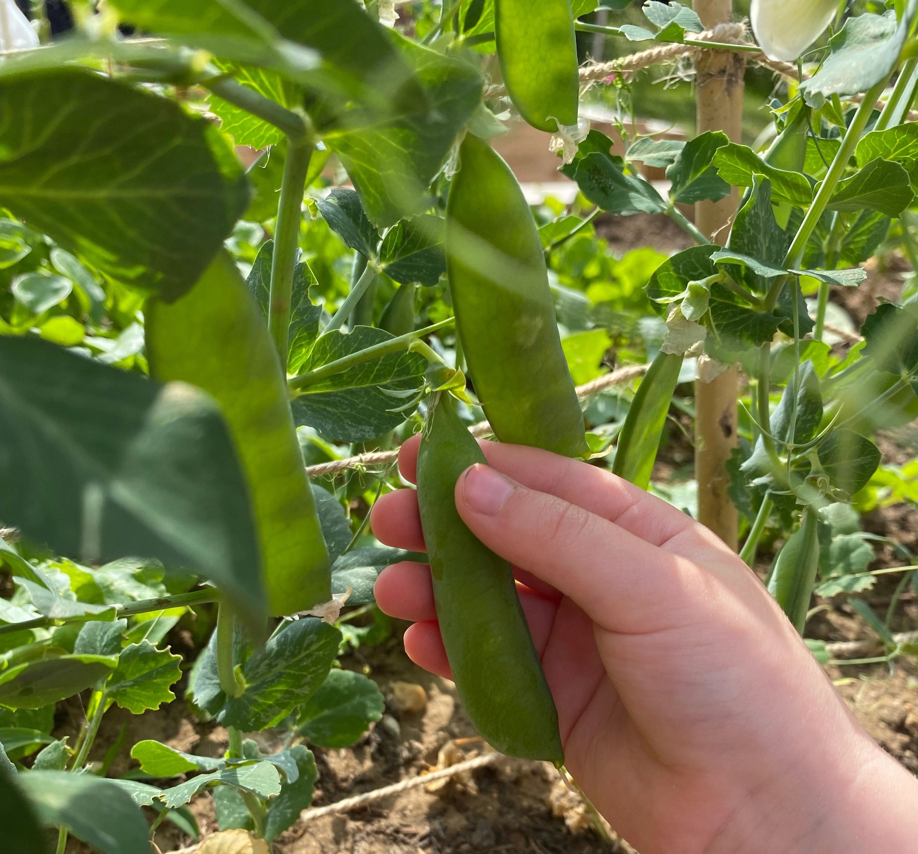 Let’s Grow Together – Weekly – Getting Children into Gardening – Free ...